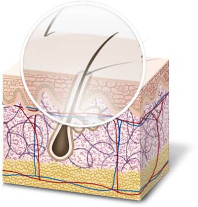 Skin Explained: Guide to Understanding Your Skin - SkinCeuticals